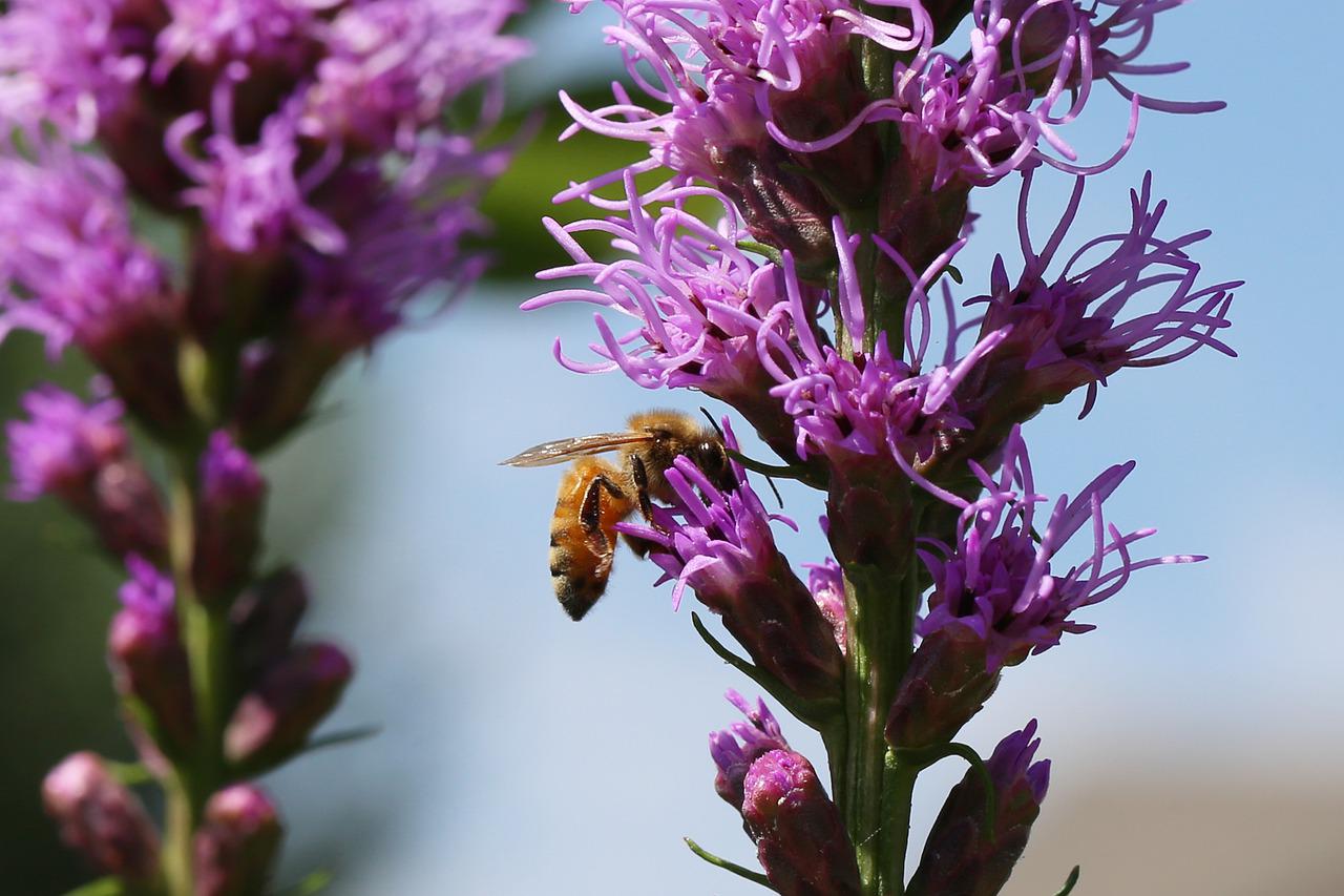 Beautiful Plants Native to the State of Illinois